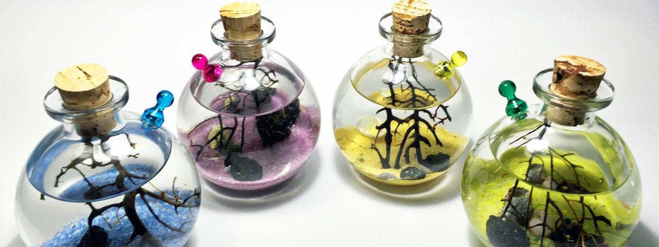 Shrimp Bubble self-sustaining semi-closed aquatic ecosystem