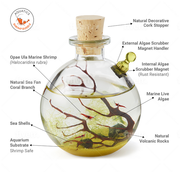 Shrimp Bubble Ecosystem - ShrimpBubble.com
