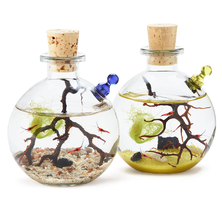 Shrimp Bubble Ecosystem - Duo - ShrimpBubble.com