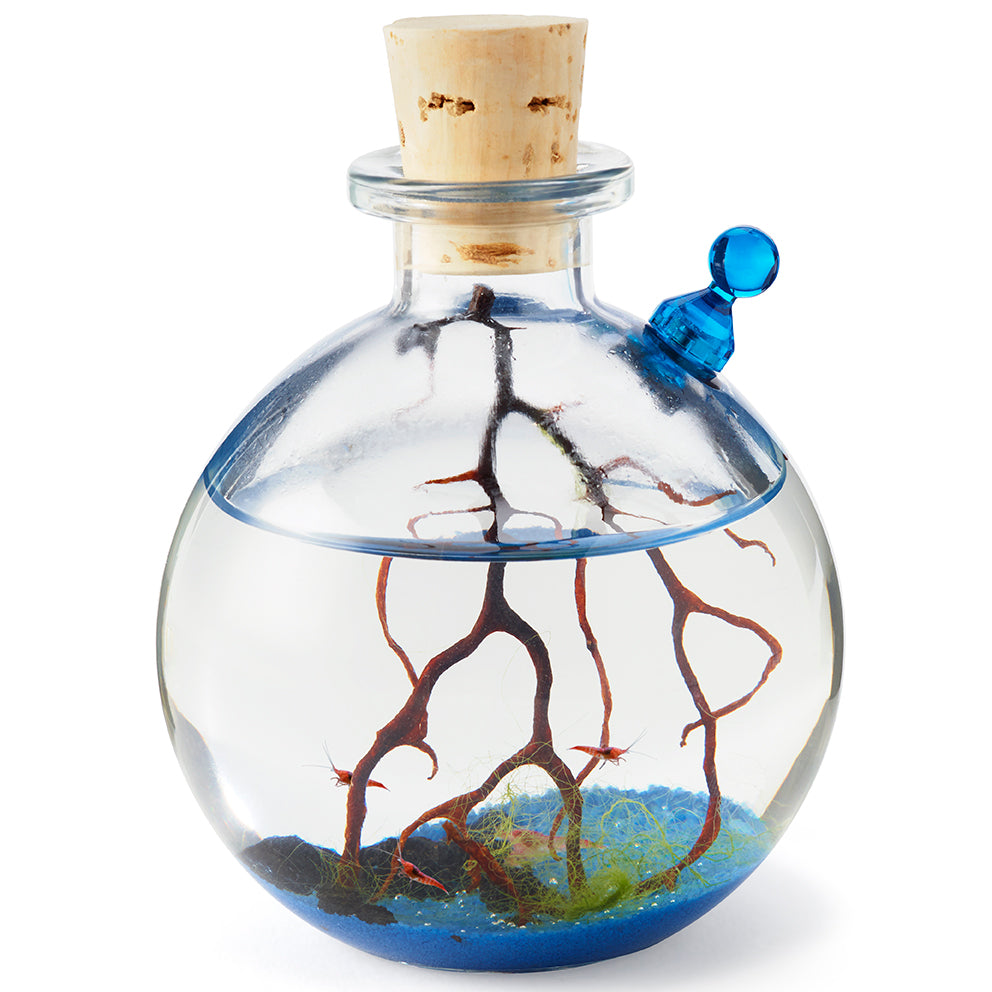 Shrimp Bubble self-sustaining semi-closed aquatic ecosystem