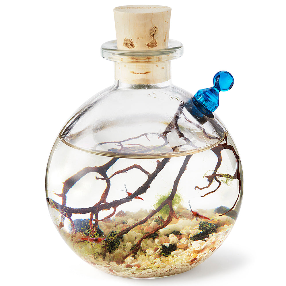 Shrimp Bubble self-sustaining semi-closed aquatic ecosystem