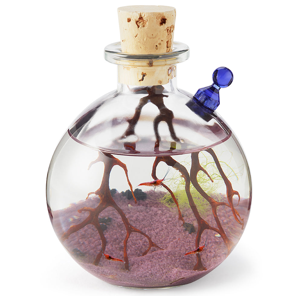 Shrimp Bubble self-sustaining semi-closed aquatic ecosystem